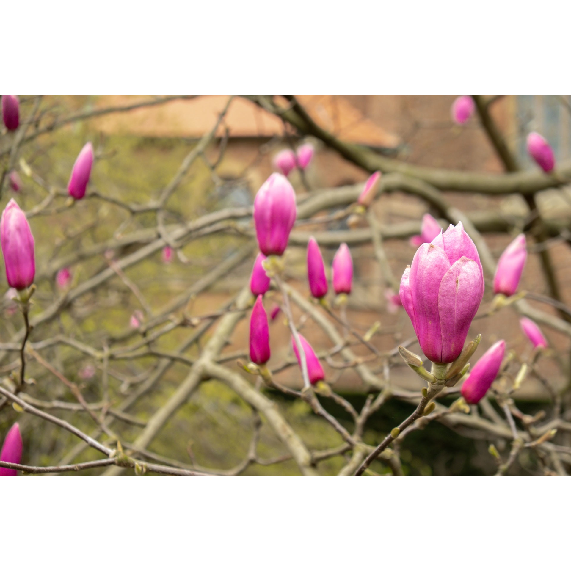 Planta naturala, Magnolia Flamingo, 80 cm - eMAG.ro