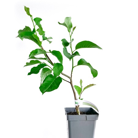 Planta naturala, Magnolia Flamingo, 80 cm - eMAG.ro