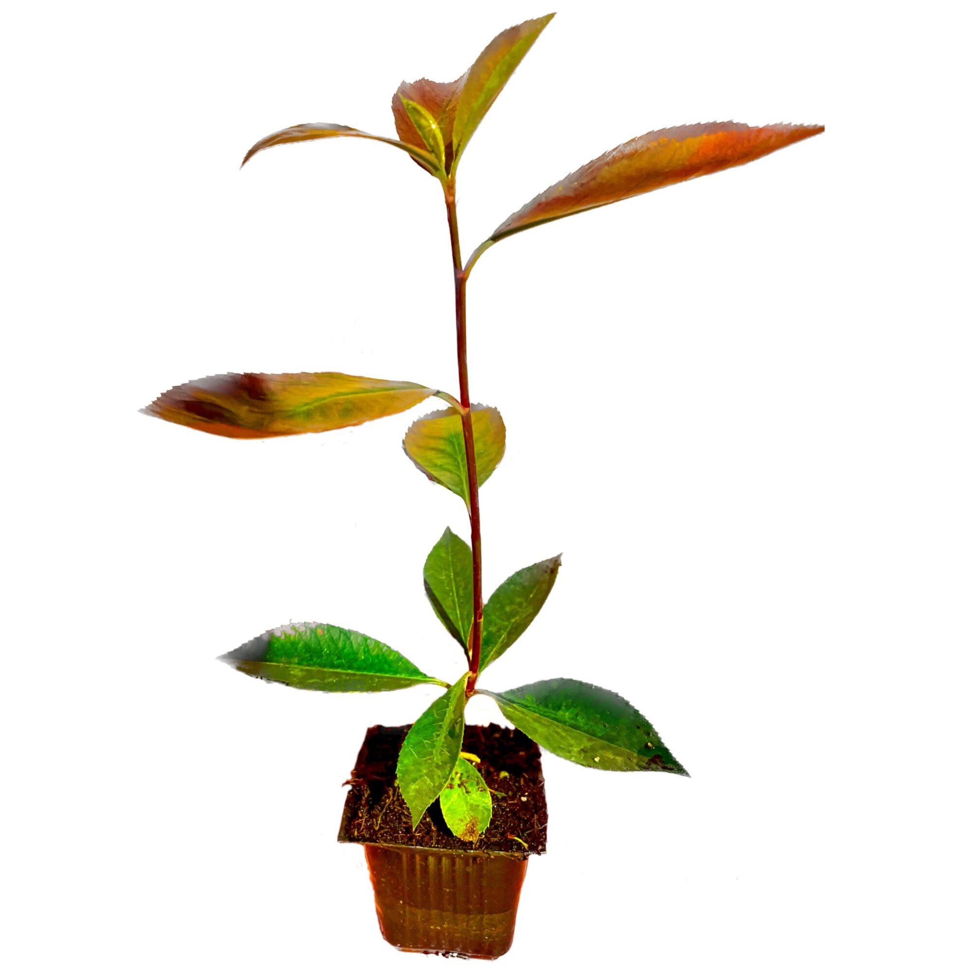 Set Planta Decorativa 5 bucati, Photinia Red Robin - eMAG.ro