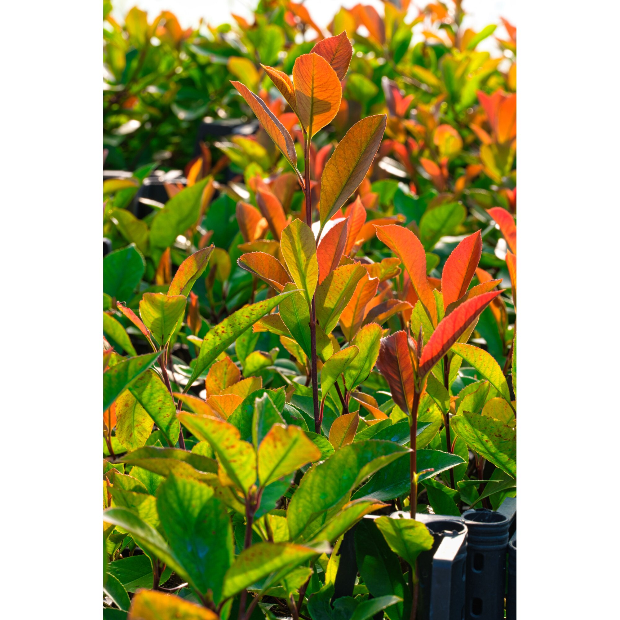 Set Planta Decorativa 5 bucati, Photinia Red Robin - eMAG.ro