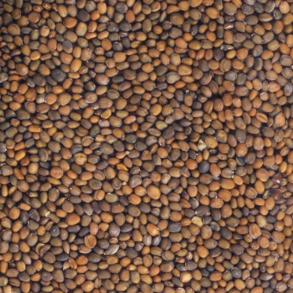 Rucola Seminte Pt. Germinat Bio Germline, 100g - eMAG.ro