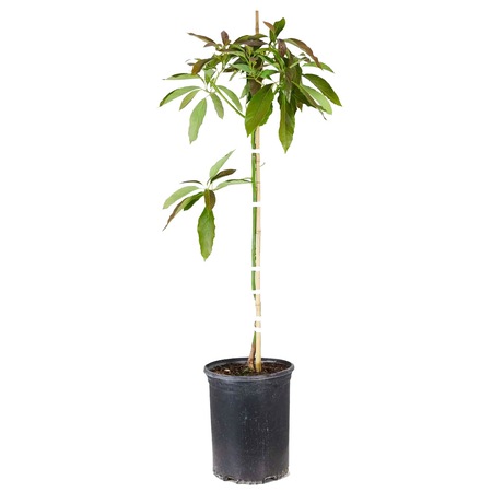 Pom fructifer exotic avocado, soiul Bacon - eMAG.ro