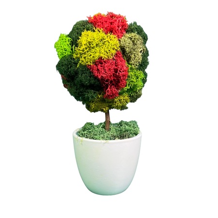 Copacel licheni stabilizati 19 cm - eMAG.ro