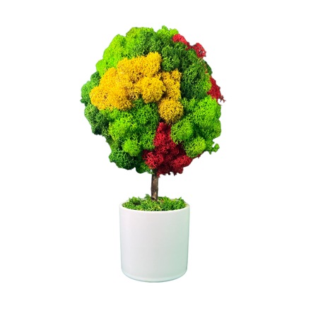 Copacel licheni stabilizati 25cm - eMAG.ro