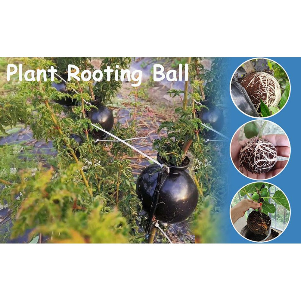 Set 5 Sfere pentru Marcotaj Aerian Inradacinare Marime 5cm, Negru - eMAG.ro