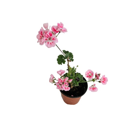 Muscata pelargonium Spanish Wine Rose P10.5 H 15-20cm - eMAG.ro