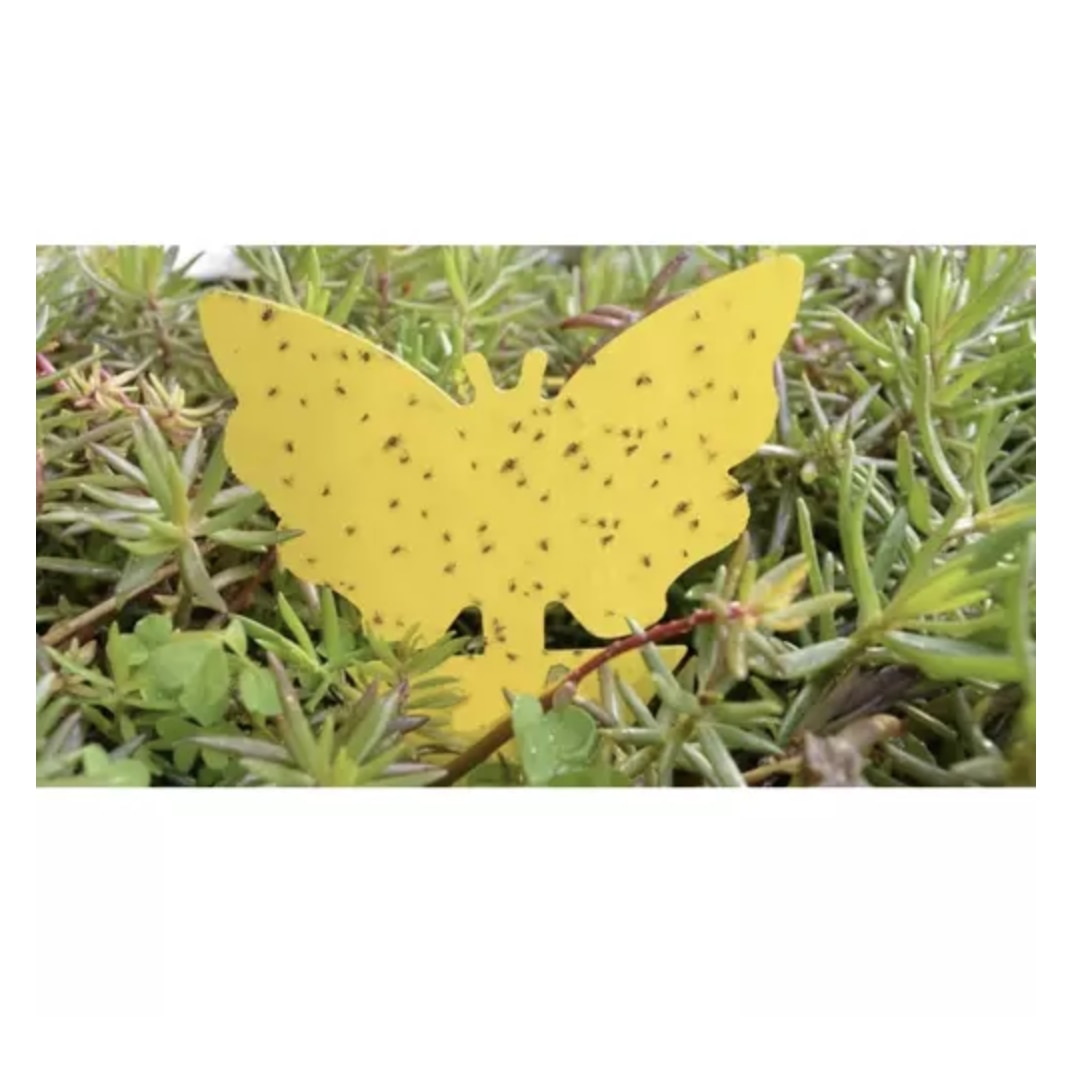 Set 12 capcane cu lipici anti-insecte, impotriva mustelor albe, tantari ...