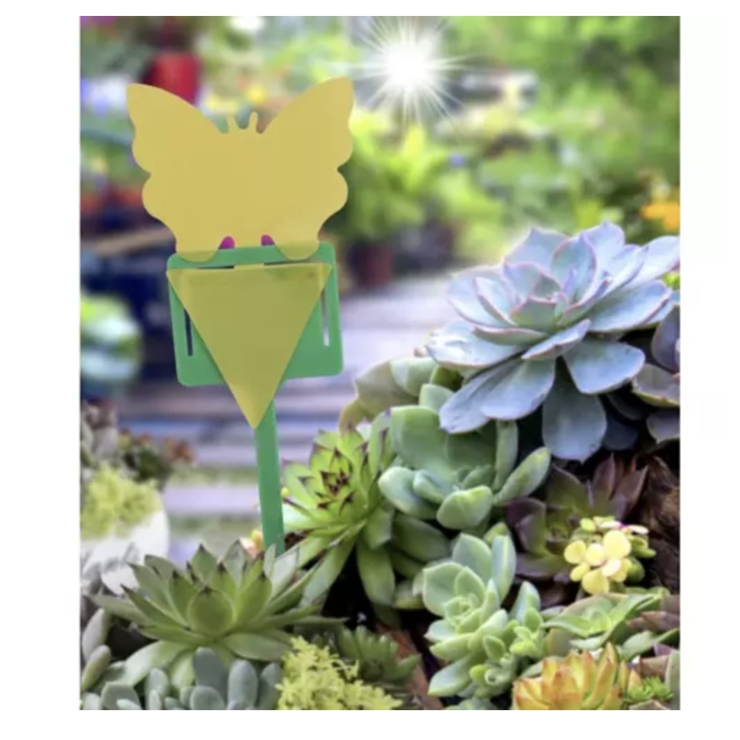 Set 12 capcane cu lipici anti-insecte, impotriva mustelor albe, tantari ...