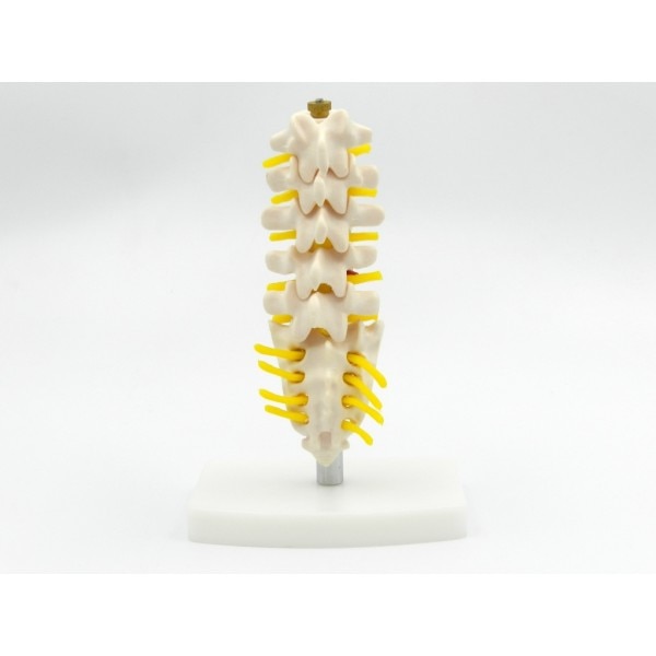 Model educativ, coloana lombara cu osul sacral, cu suport din plastic ...