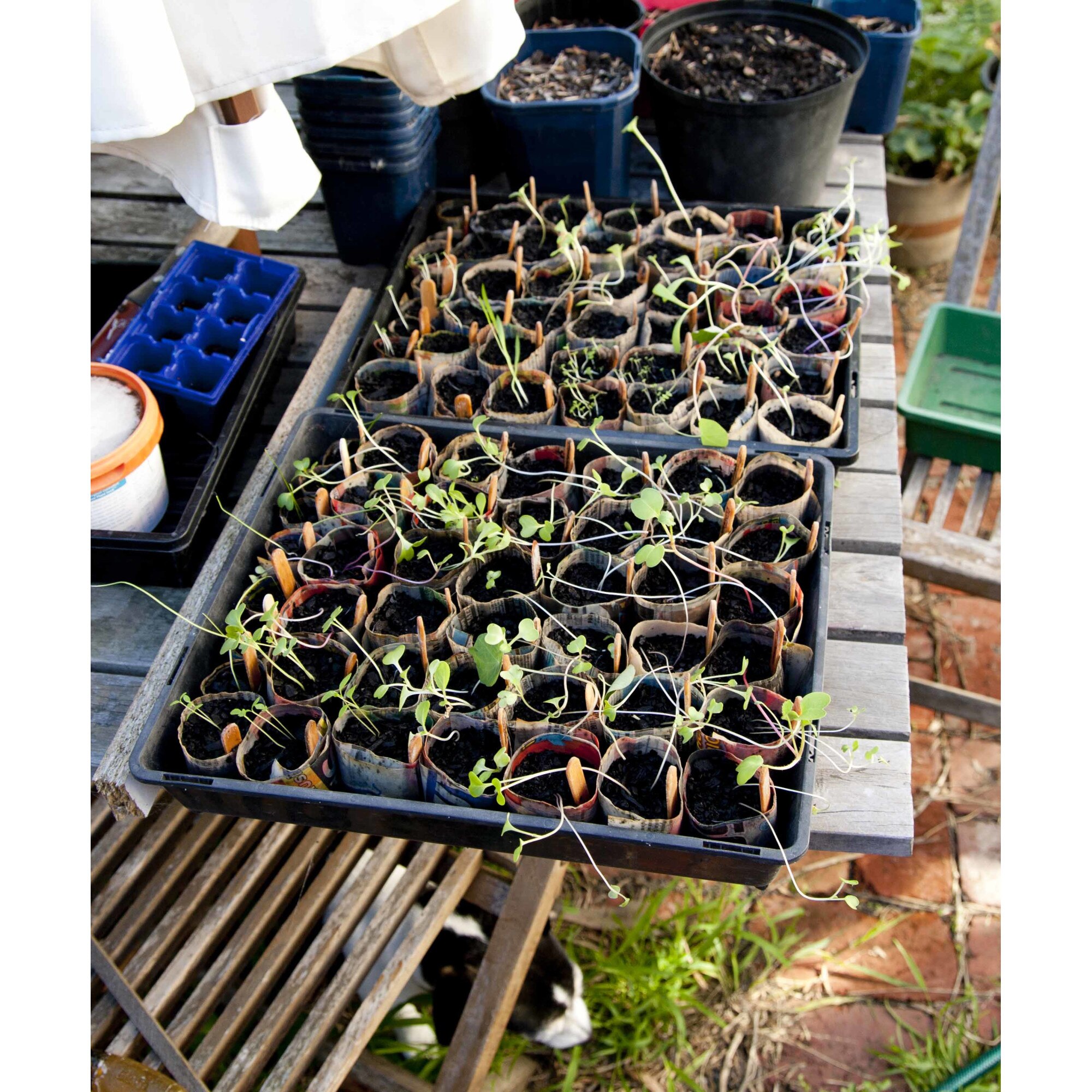 Kit de plantare Uplift, cu seminte de Panselute Negre - eMAG.ro
