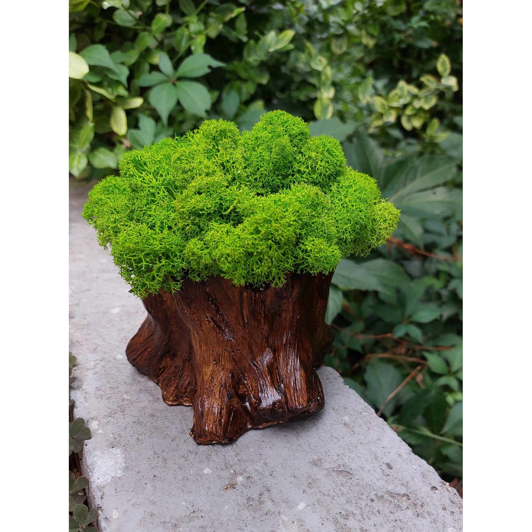 Aranjament floral, Buturuga, cu licheni stabilizati Premium, 12 cm ...