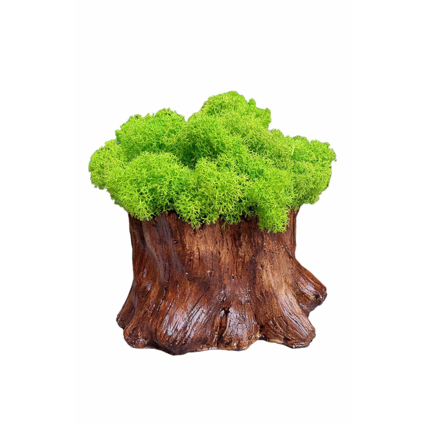 Aranjament floral, Buturuga, cu licheni stabilizati Premium, 12 cm ...