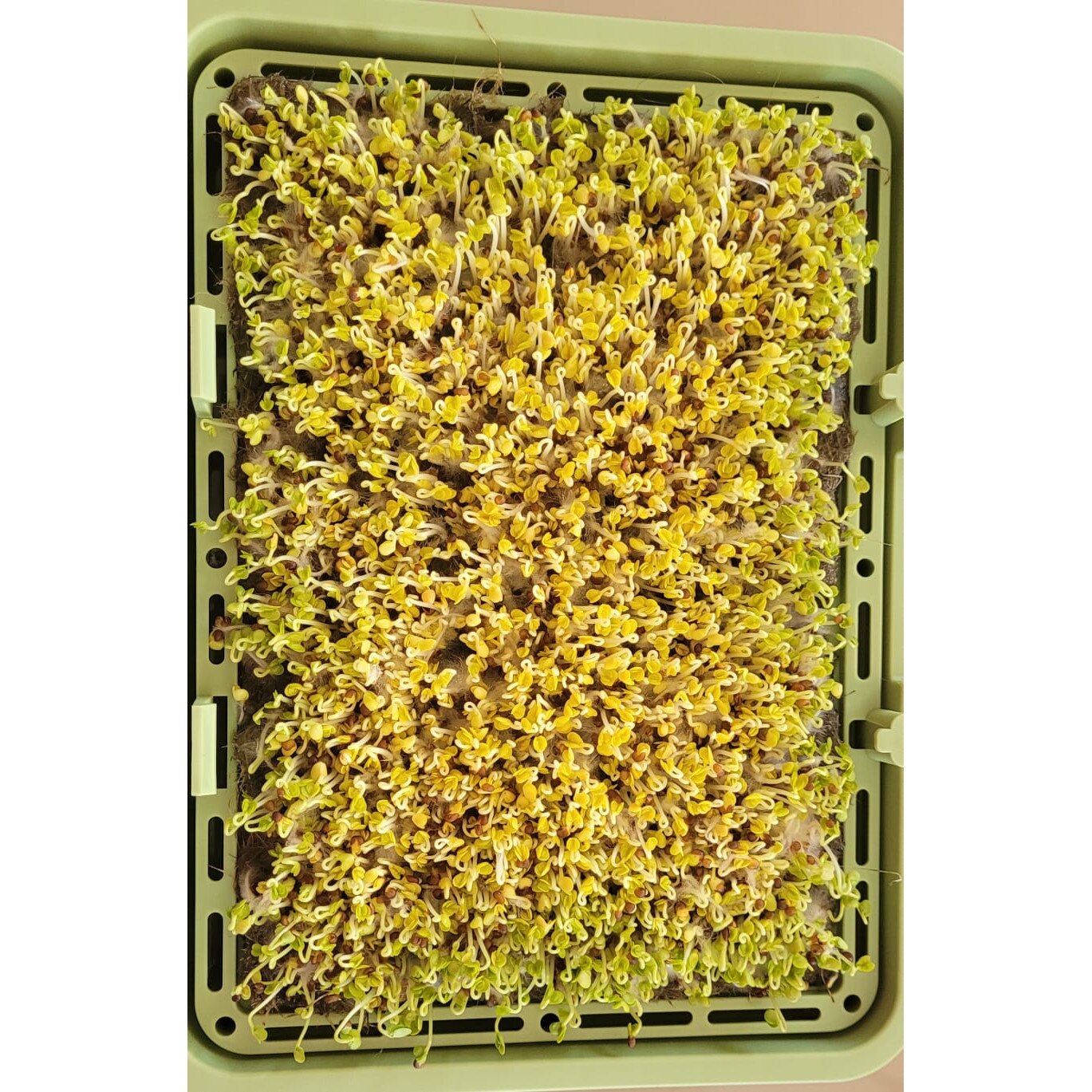 Seminte bio Broccoli Calabrese Don Vito pentru germeni si micro plante ...