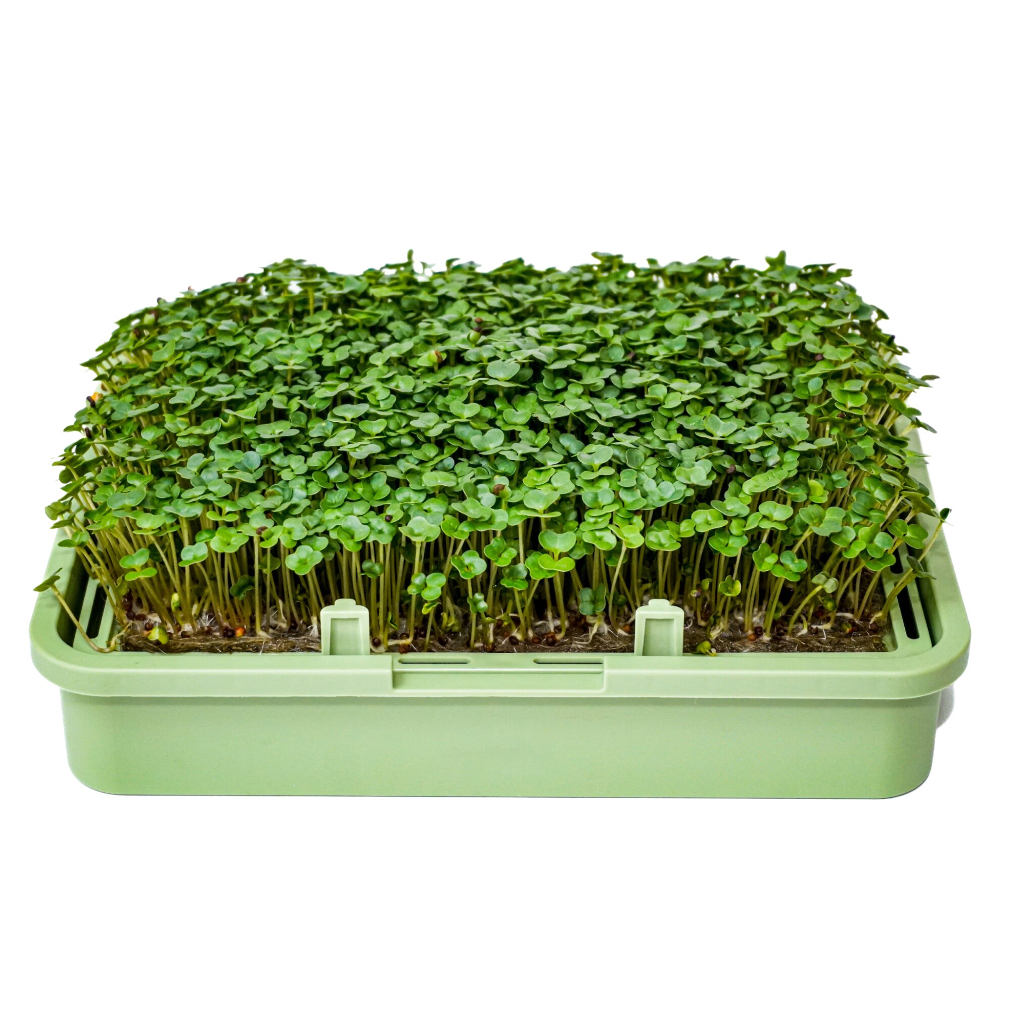 Seminte bio Broccoli Calabrese Don Vito pentru germeni si micro plante ...