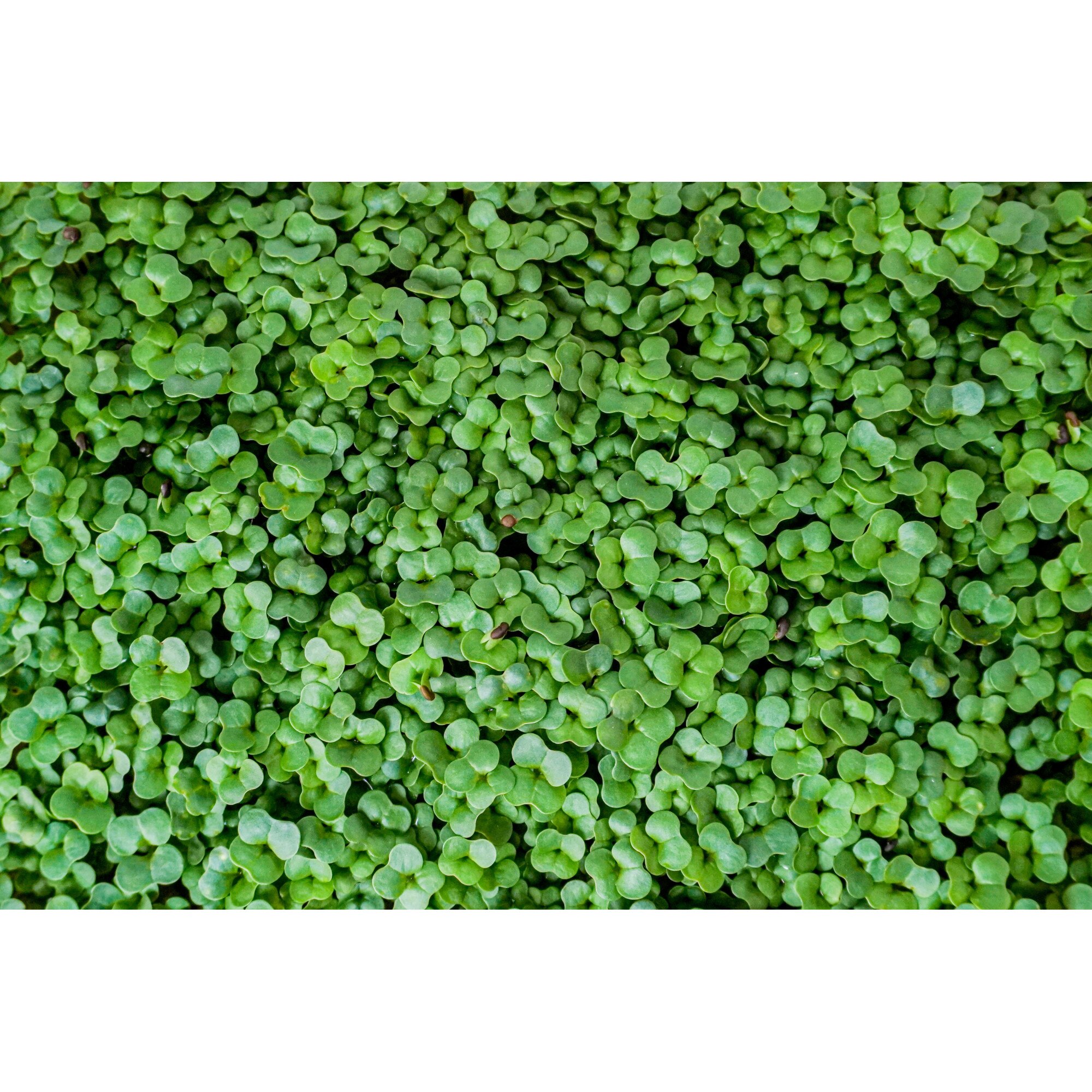 Seminte bio Broccoli Calabrese Don Vito pentru germeni si micro plante ...