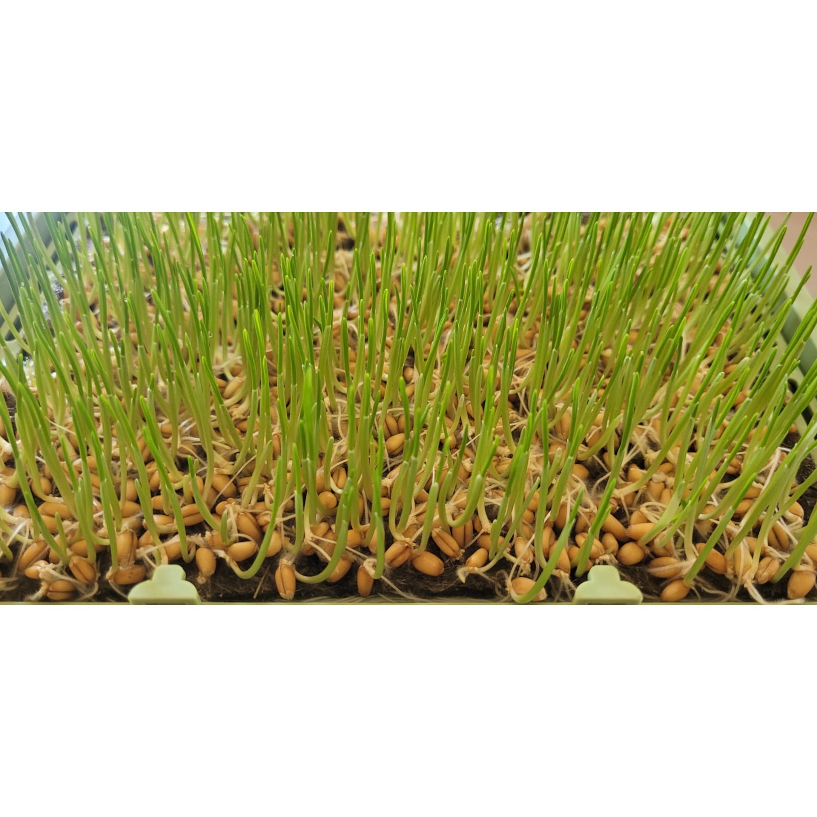 Seminte bio Iarba de Grau Risiko pentru germeni si micro plante, 200g ...