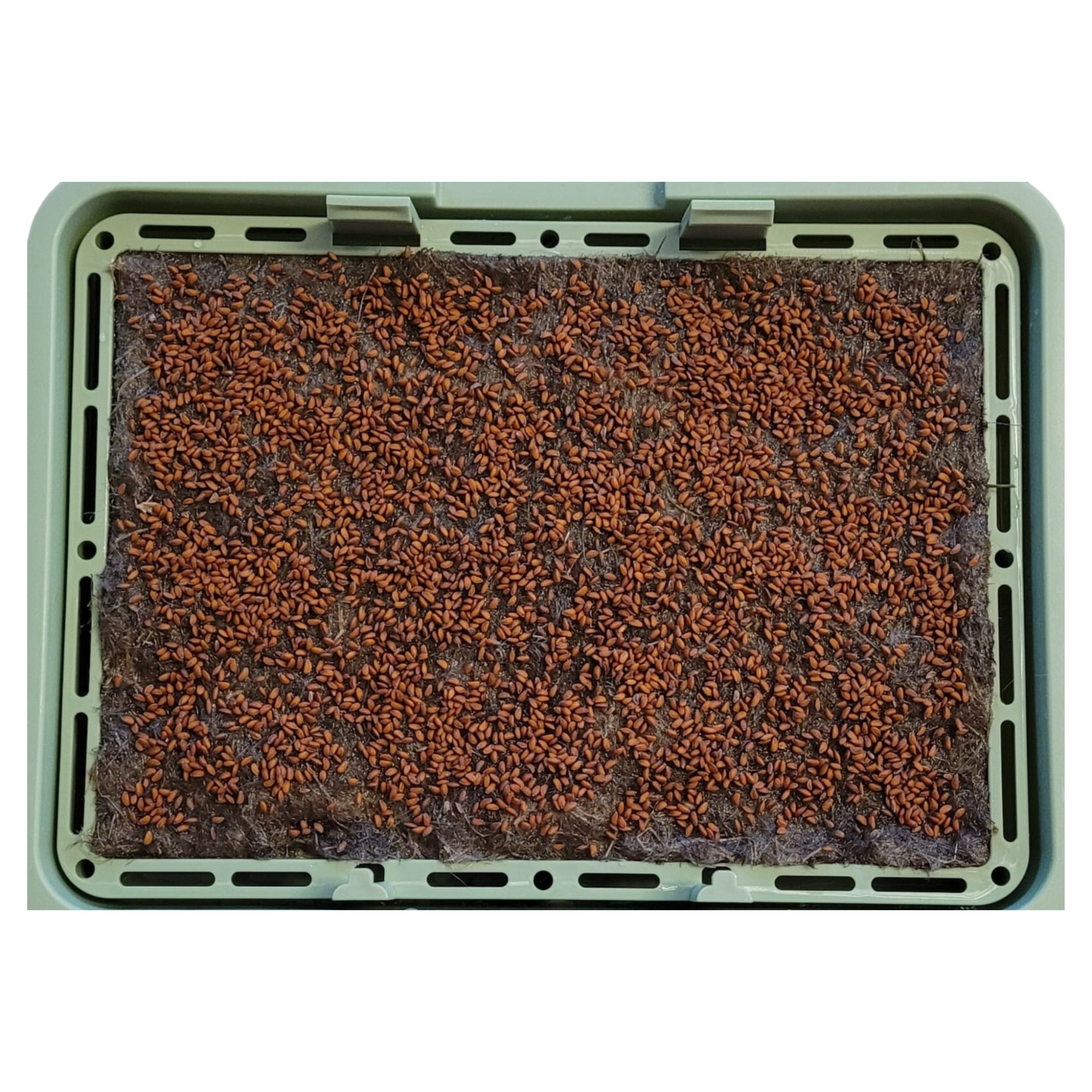 Seminte bio Hrenita (Creson) Caligola pentru germeni si micro plante ...