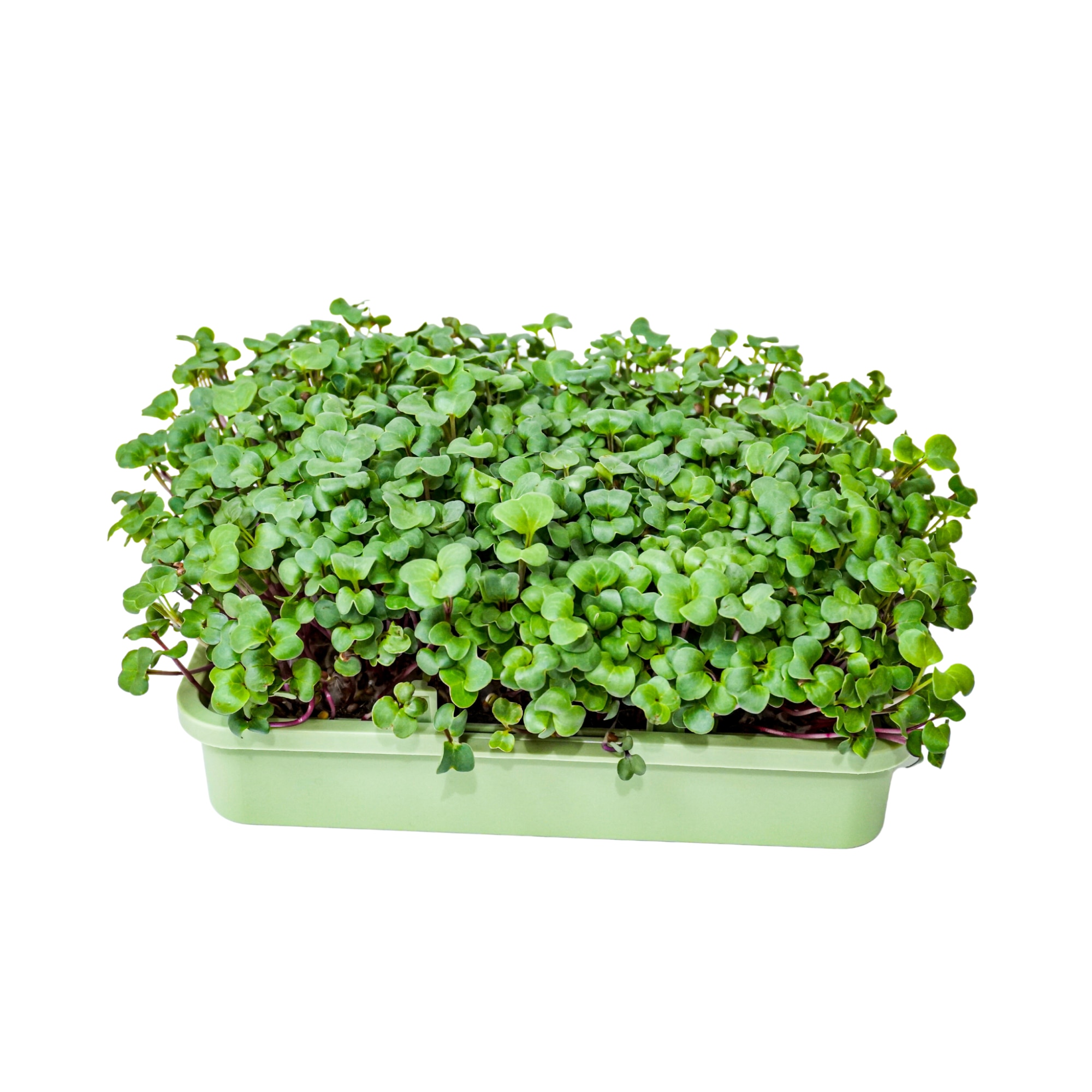 Seminte bio Ridiche China Rose Silk pentru germeni si microplante, 200g ...