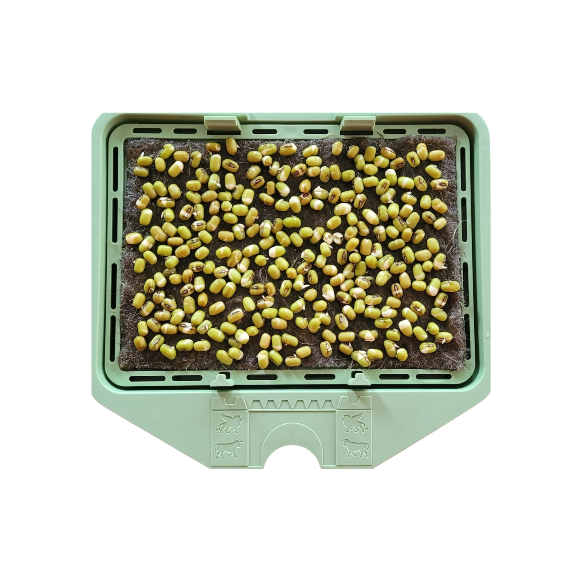 Seminte bio Fasole Mung Orchidea pentru germeni si micro plante, 400g ...