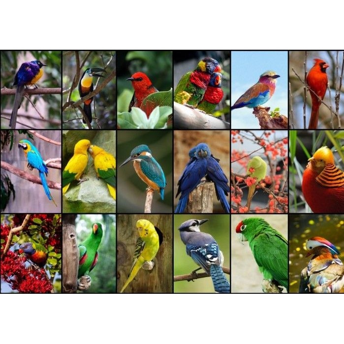 Puzzle Grafika de 1500 de piese - Cele mai frumoase pasari din lume ...