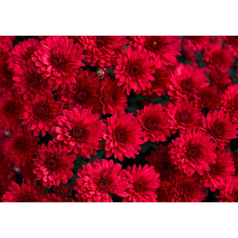 Kit de plantare seminte de Flori Rosii, Floarea zodiei Scorpion - eMAG.ro