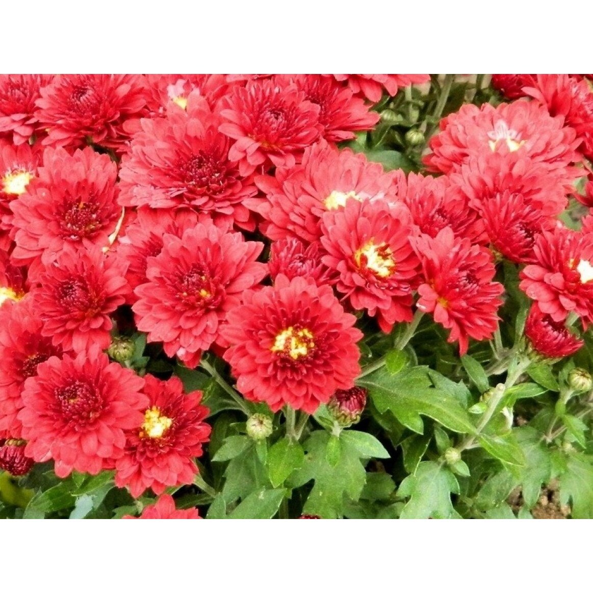 Kit de plantare seminte de Flori Rosii, Floarea zodiei Scorpion - eMAG.ro