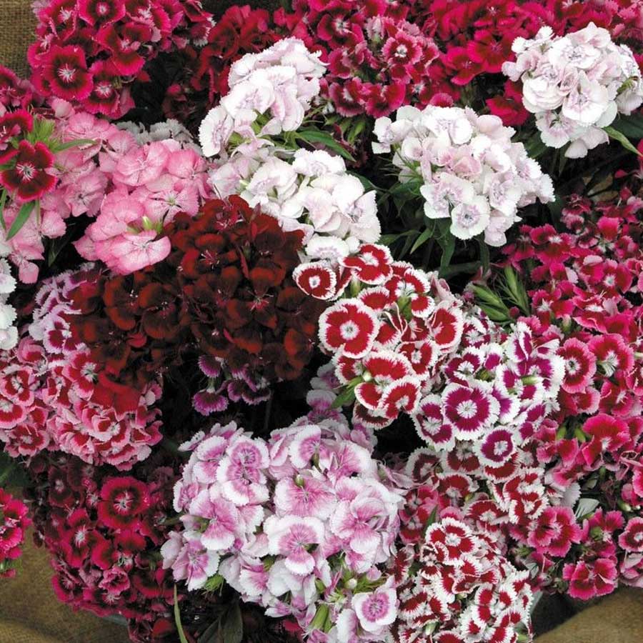 Kit de plantare seminte de Garofite, Floarea zodiei Sagetator - eMAG.ro