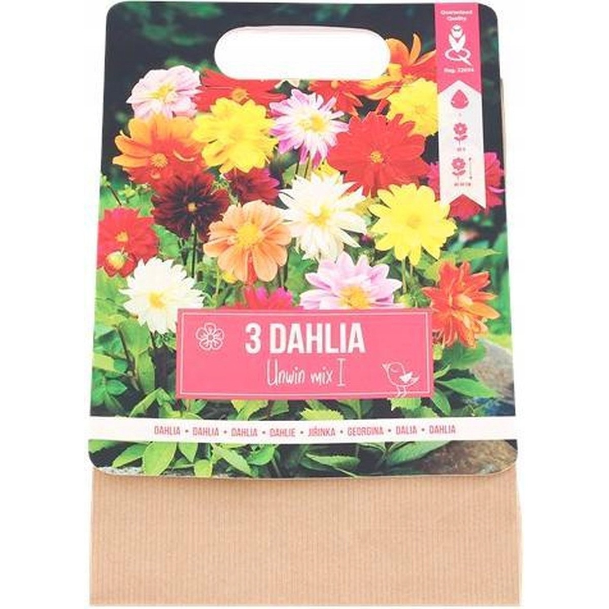Bulbi de flori, DAHLIA, 12 buc, mix de culori - eMAG.ro