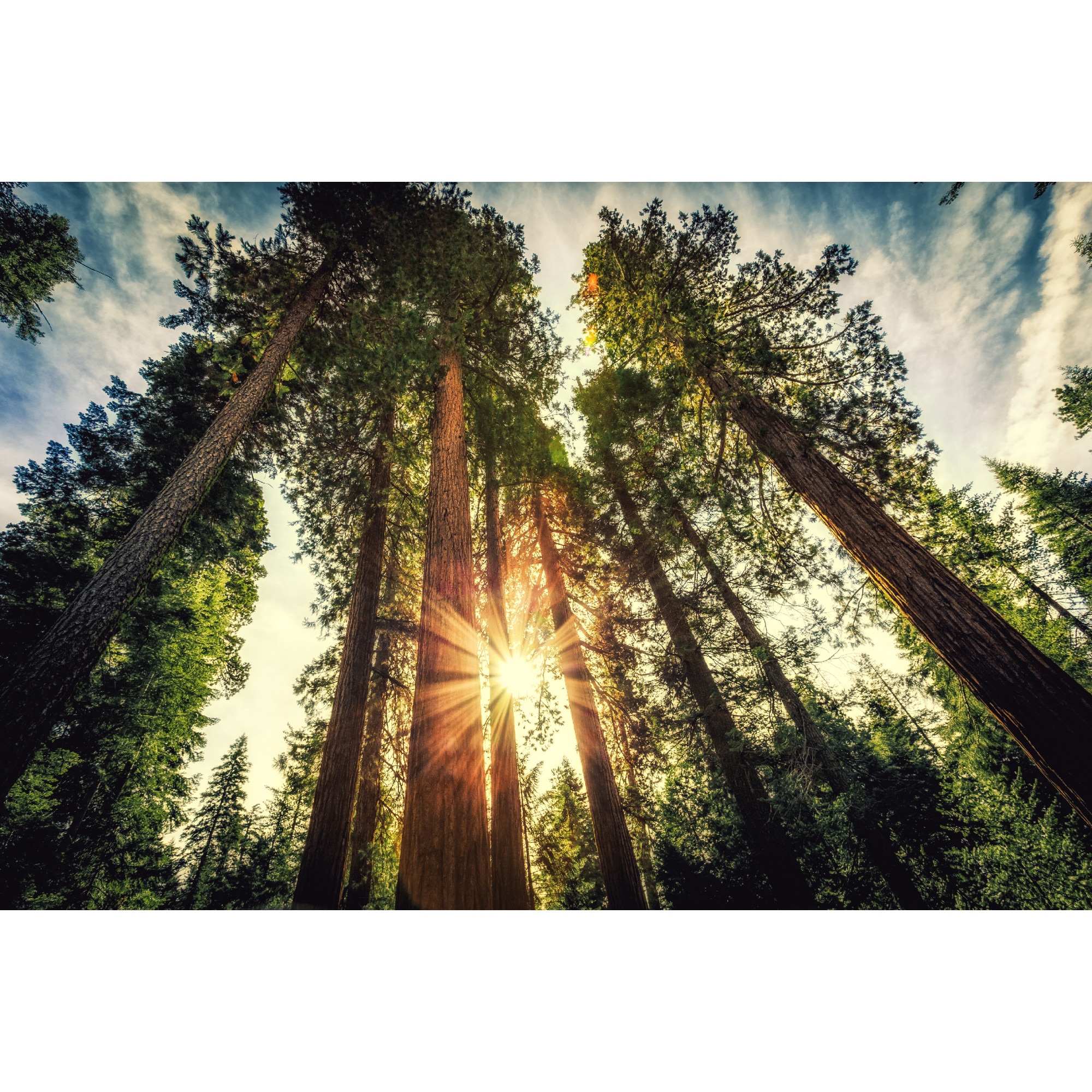 Fototapet peisaj de dimineata pitoreasca de vara, rasarit in padure ...