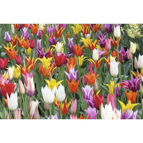 Bulbi lalea Lily Flowered Mixed, multicolor, 10 buc - eMAG.ro