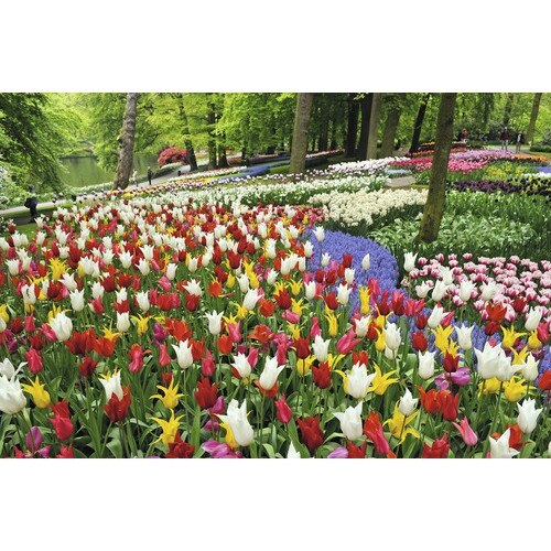 Bulbi lalea Lily Flowered Mixed, multicolor, 10 buc - eMAG.ro