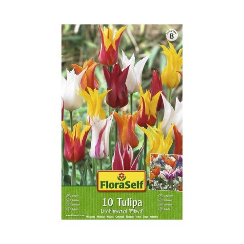 Bulbi lalea Lily Flowered Mixed, multicolor, 10 buc - eMAG.ro