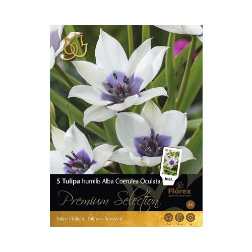 Bulbi Premium Selection lalele Alba Coerulea Oculata, multicolor, 5 buc ...