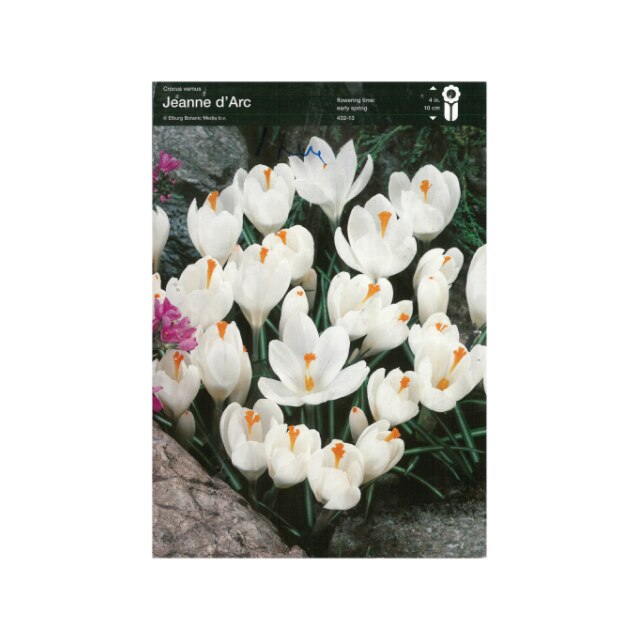 Bulbi de Branduse Jeanne d`Arc, 10 buc/pachet - eMAG.ro