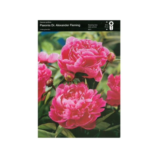 Bulbi de Bujor Dr. Alexander Fleming, 1 buc/pachet - eMAG.ro