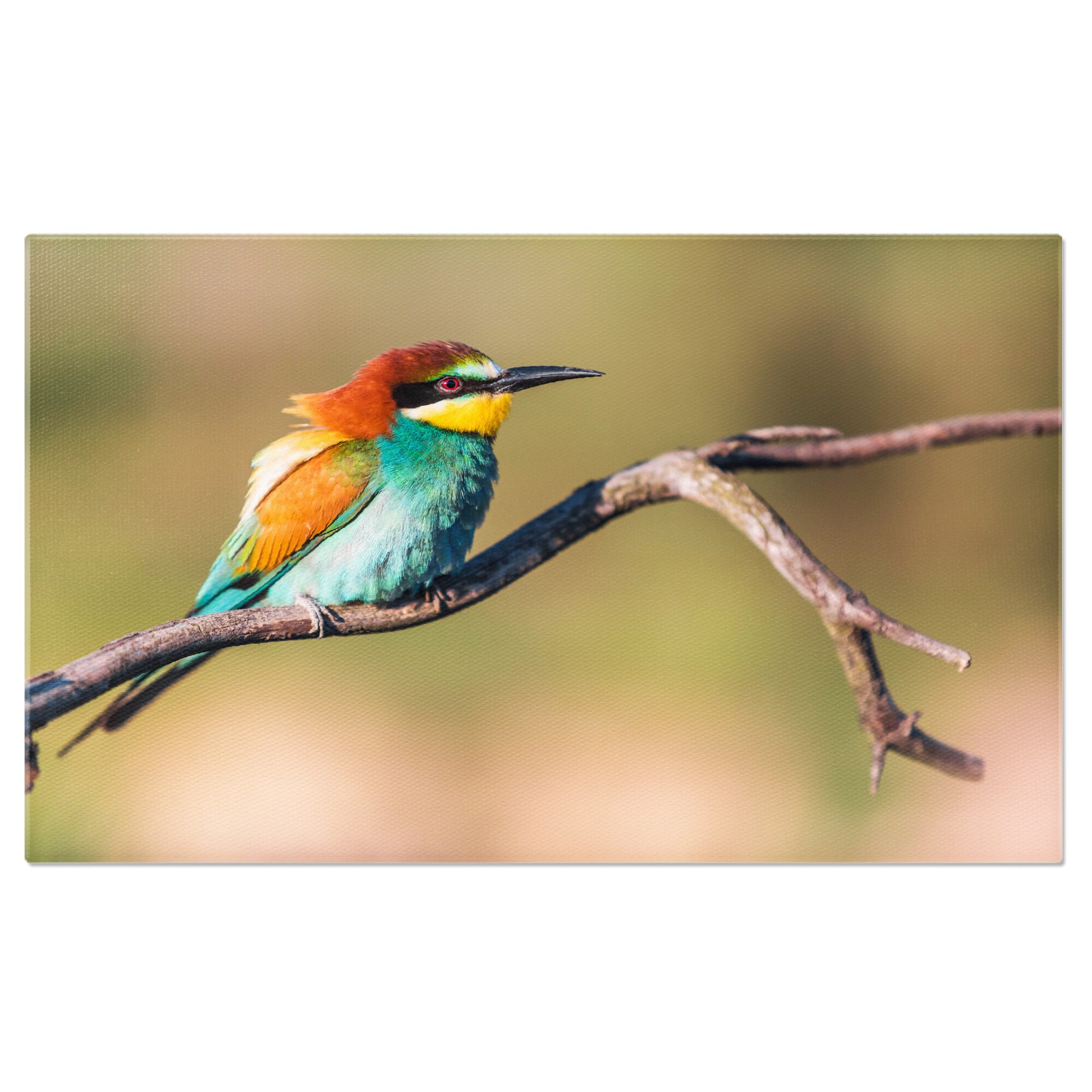 Vászonfestmény: Merops Apiaster - Méhgyűjtő madarak festménye - Madarak ...