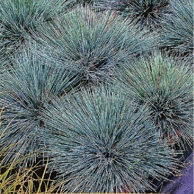 Seminte, Iarba Ornamentala Blue Hair Grass, Žalia Stotelė, plic, 0.3 ...