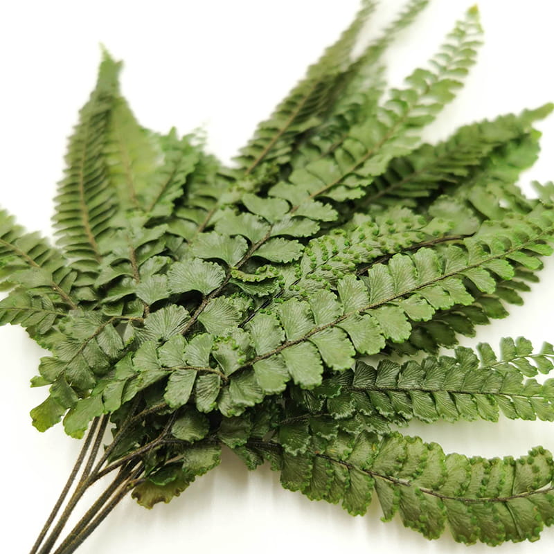 Feriga Ribwort, 20 cm, Verde - eMAG.ro