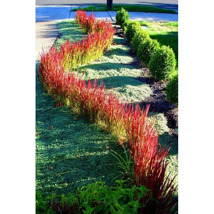 Arbust decorativ - Iarba Rosie Imperata cylindrica Red Baron 50 60cm ...