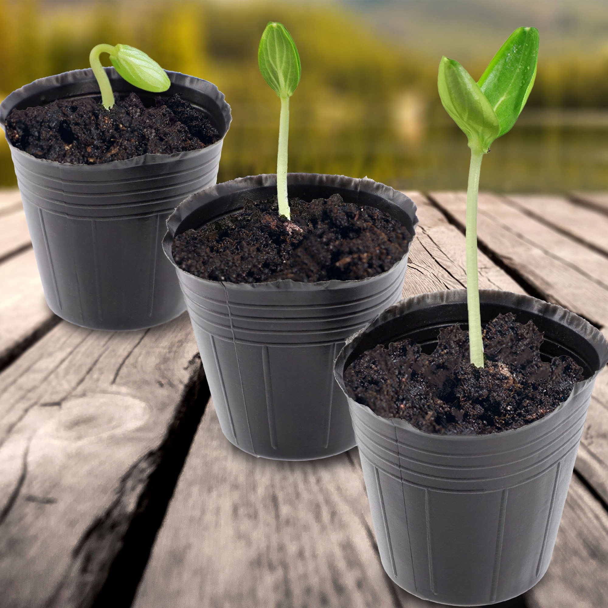 Set 200 ghivece de productie pentru rasaduri, Plastic, Negru, 6+9,5 cm ...