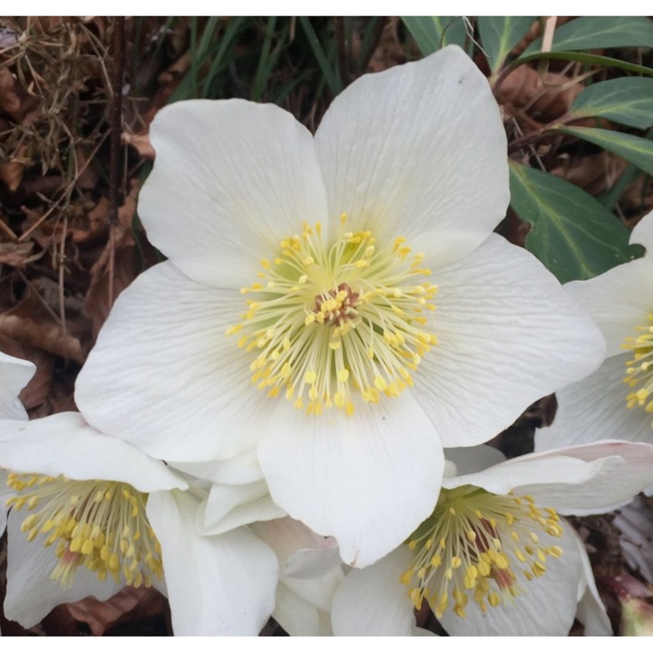 Planta perena cu frunzis vesnic verde Trandafirul Craciunului (Spanz ...