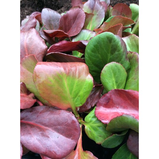 Planta perena vesnic verde Bergenia Cordifolia Shoshine Rose la ghiveci ...