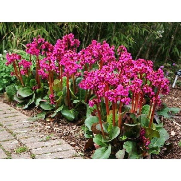 Planta perena vesnic verde Bergenia Cordifolia Shoshine Rose la ghiveci ...