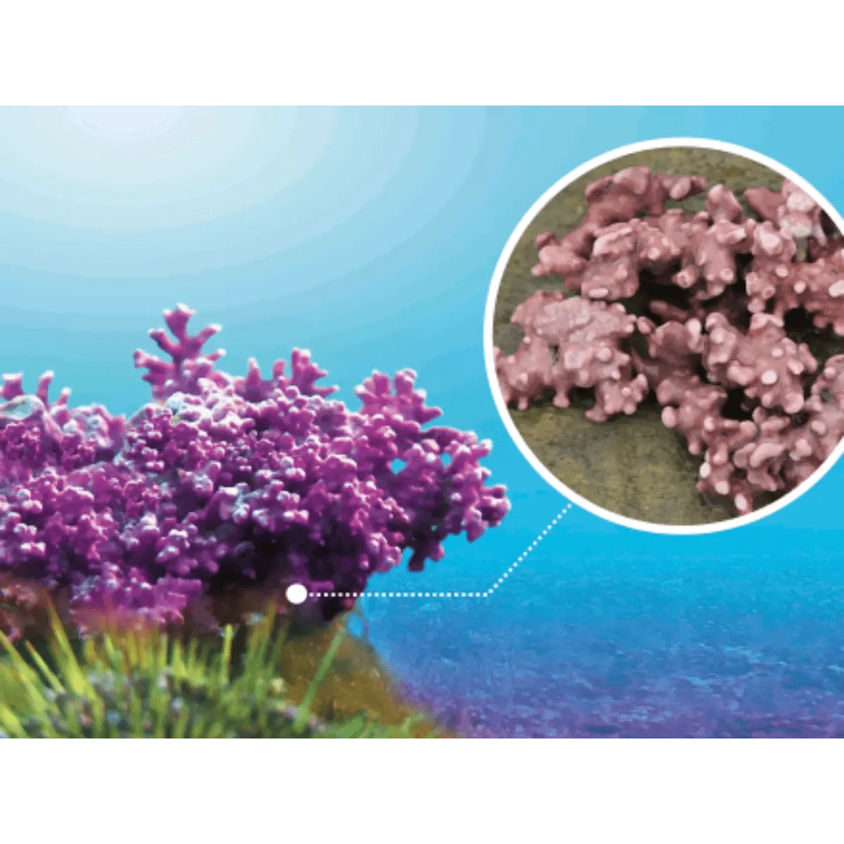 Pachet Alga Calcaroasa (Lithothamnium calcareum), minerale si ...