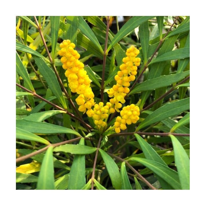 Planta perena cu frunzis vesnic verde Mahonia Eurybracteata Sweet ...