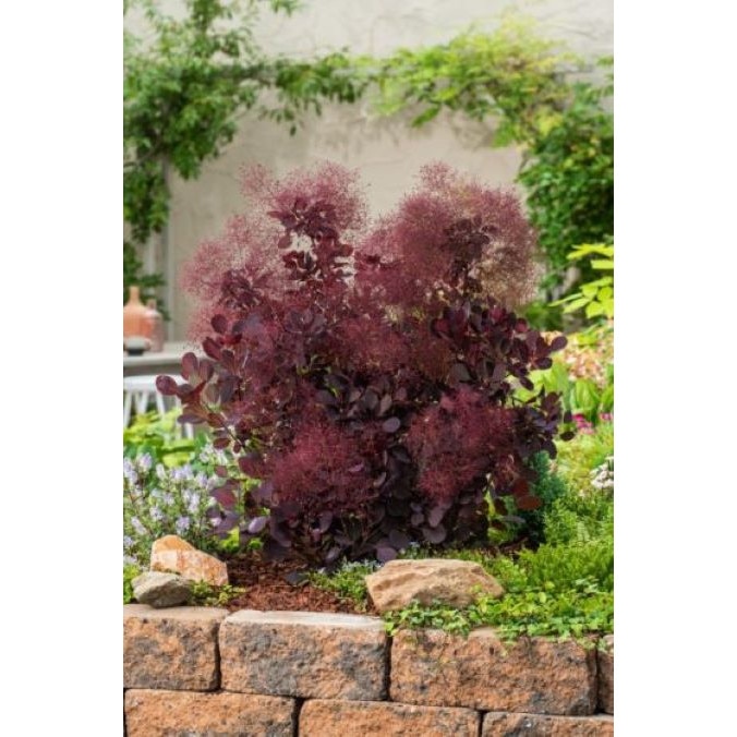 Arbust Cotinus coggygria - Scumpie rosie sau Arborele de fum la ghiveci ...