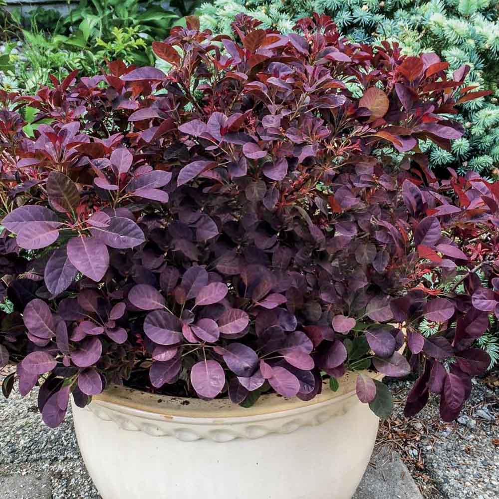 Arbust Cotinus coggygria - Scumpie rosie sau Arborele de fum la ghiveci ...