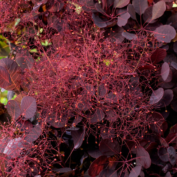 Arbust Cotinus coggygria - Scumpie rosie sau Arborele de fum la ghiveci ...