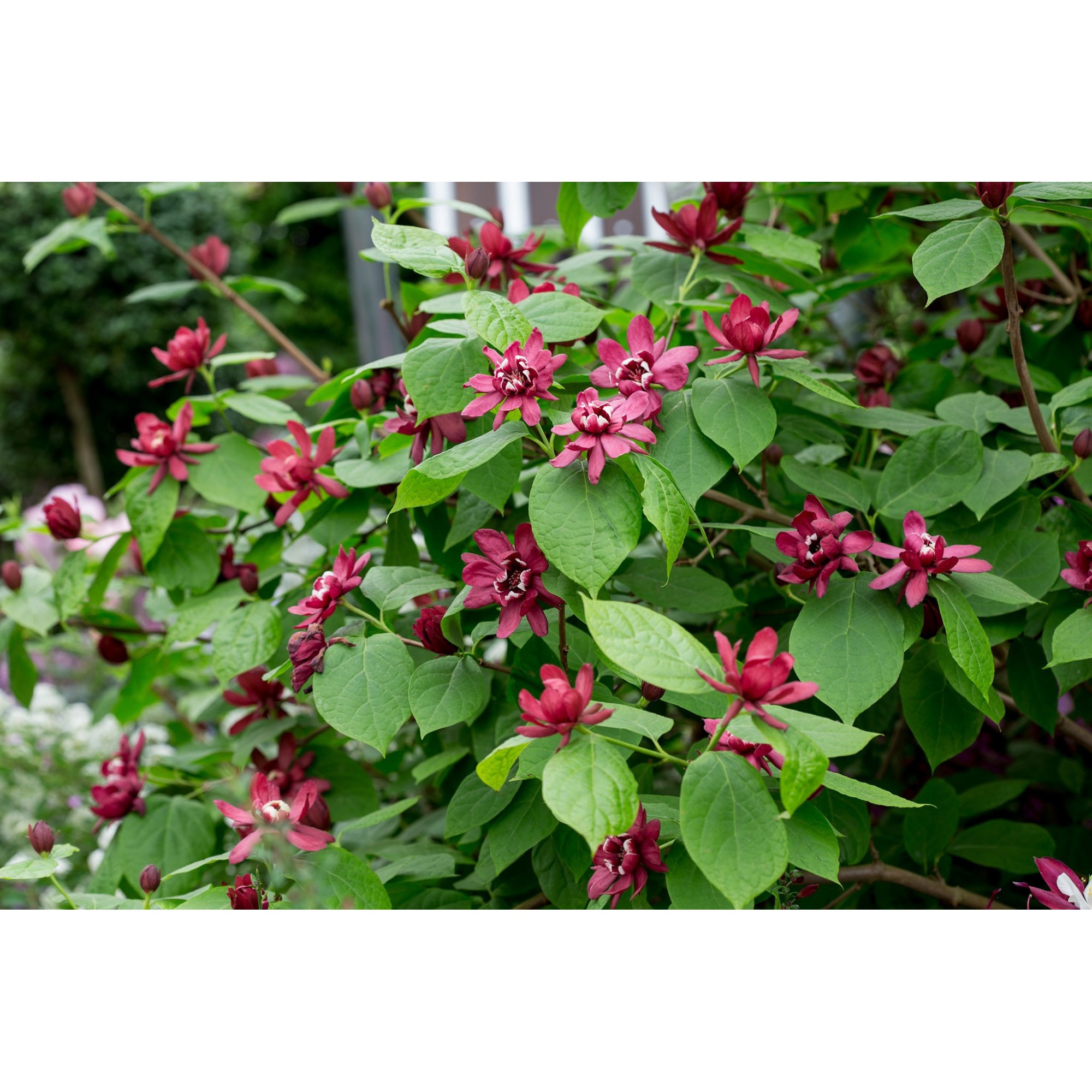 Arbust cu flori parfumate - Calycanthus raulstonii Hartlage Wine ...