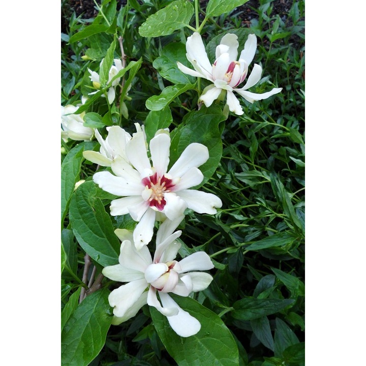 Arbust cu flori parfumate Calycanthus raulstonii Venus - Garofita ...